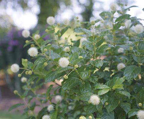 Summer May Be Winding Down But The Otherworldly Shrub Known As