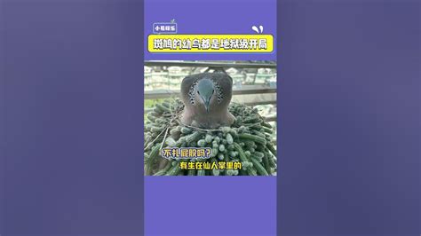 斑鸠幼鸟能活下来真不容易啊！！斑鸠 搞笑 斑鸠筑巢shorts Youtube