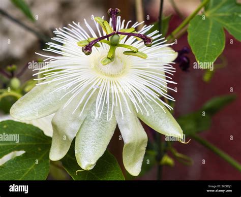 Green Tinged White Flower Of The Half Hardy To Hardy Tendril Climbing