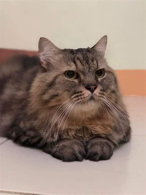 The Belly Rub Loving Sic Rstandardissuecat