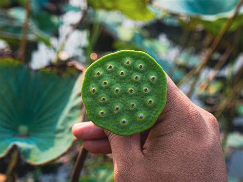 Trypophobia Understanding The Fear Of Holes Mydiagnostics