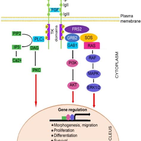 Pdf Fibroblast Growth Factor Receptor 2 Fgfr2 Mutation Related