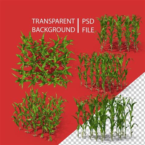 Corn Stalks And Patch Png Premium Psd