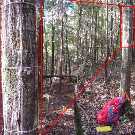 3 Photograph Showing Lichen Sampling Grid With Close U S 2008