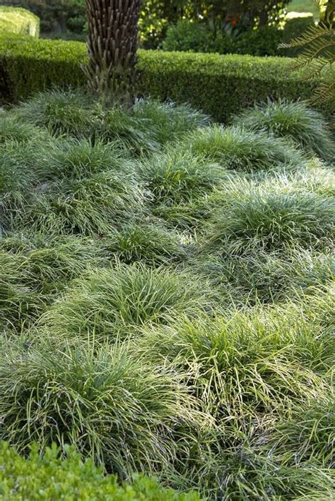 Mondo Grass As A Border Front Suburban Garden Featuring Gravel Path