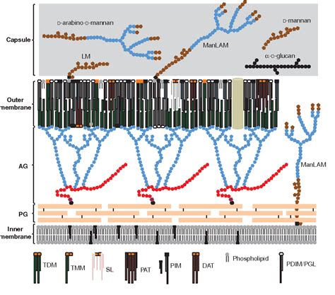 Figure 1 From The Mycobacterial Cell Envelope Lipids Semantic Scholar