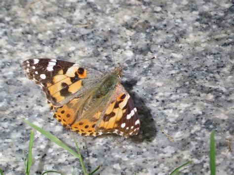 Organicbirder Lepidoptera