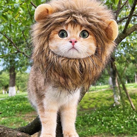 Cat Costume Ideas