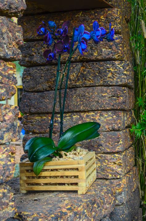 8 Square Teakwood Vanda Baskets 10 Pcsunit Unit Price 5430 Big
