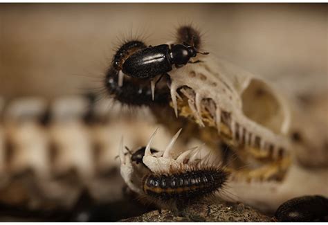 How To Take Care Of Dermestid Beetles