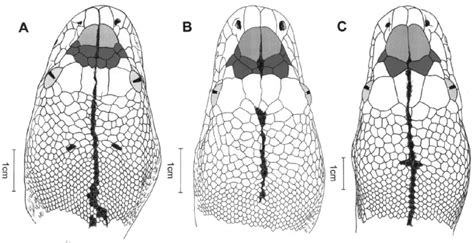 A C Comparison Of The Dorsal Head Views Of Python Reticulatus A P