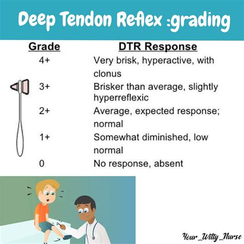 Where To Check Deep Tendon Reflexes
