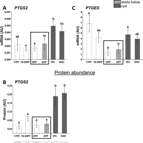 The Expression Of Ptgs2 Ab Ptges C In Follicular 17pf 19 20pf Download Scientific