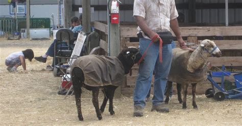 Cvm Sheep California Variegated Mutant