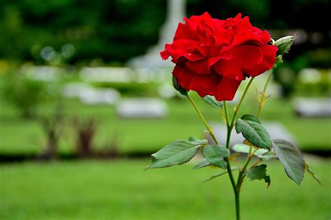 Natural Rose Flowers Photos