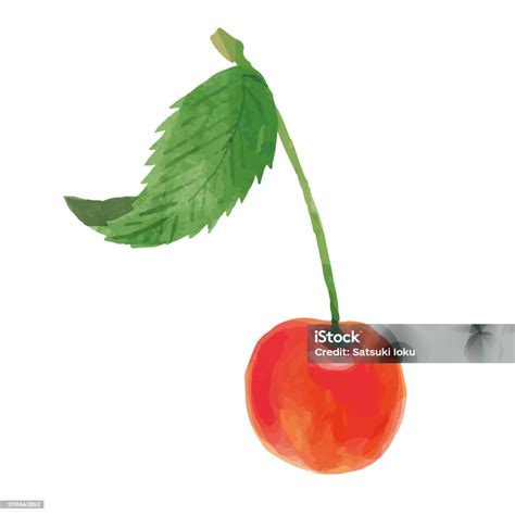 Ilustrasi Ceri Satu Ilustrasi Stok Unduh Gambar Sekarang Alam Berair Makanan Dan Minuman