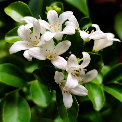 Madhu Kamini Flower Highly Fragrant Flower Plant And Tree Murraya