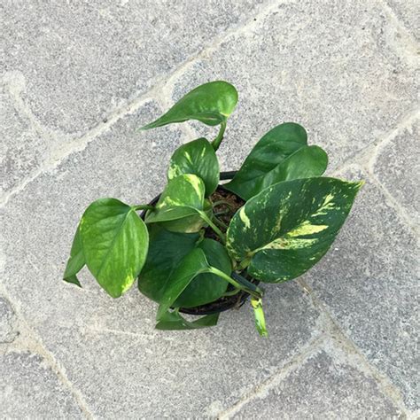 Pothos Golden Assorted Sizes Alternative Choice Garden Centre