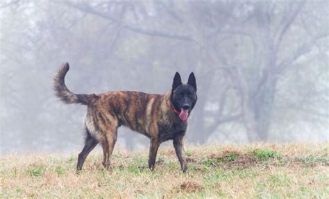 The Belgian Malinois Growth Chart And All The Crucial Info