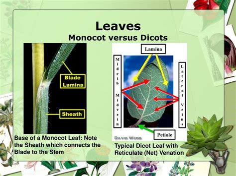 Ppt Flowering Plants Monocot Versus Dicots Powerpoint Presentation Id1157604