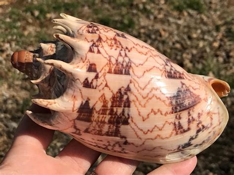 Bid Now Seashell Imperial Volute March 2 0123 600 Pm Cdt