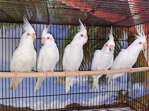 Albino Cockatiel For Sale
