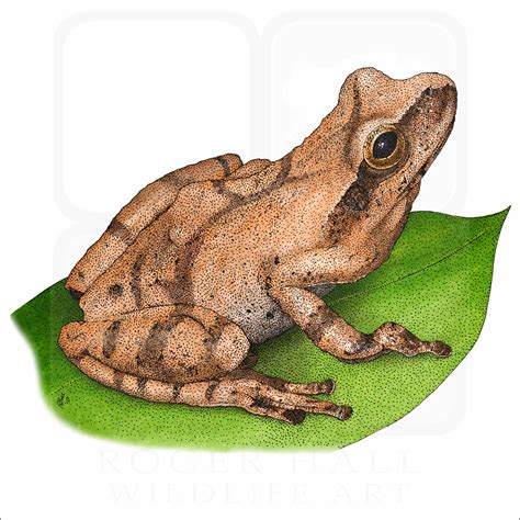 Spring Peeper Signed Fine Art Print