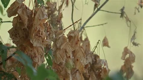 Karrie Calloway On Linkedin Drought Conditions Continue To Stress