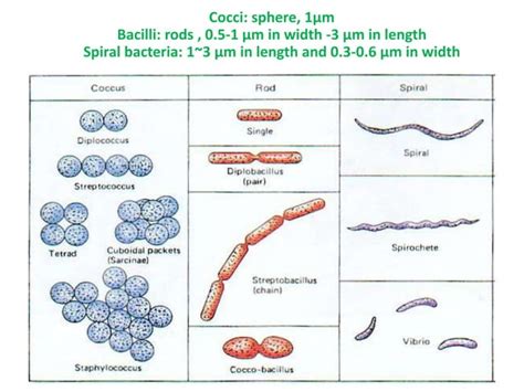 Introduction To Bacteriology Morphology And Staining Ppt