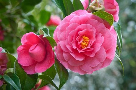 27 Flowering Shrubs Top Picks For Stunning Displays Petal Republic