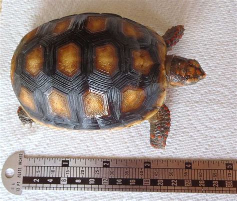 Red Footed Tortoise Size Chart Compare Sizes Of Red Footed Tortoises