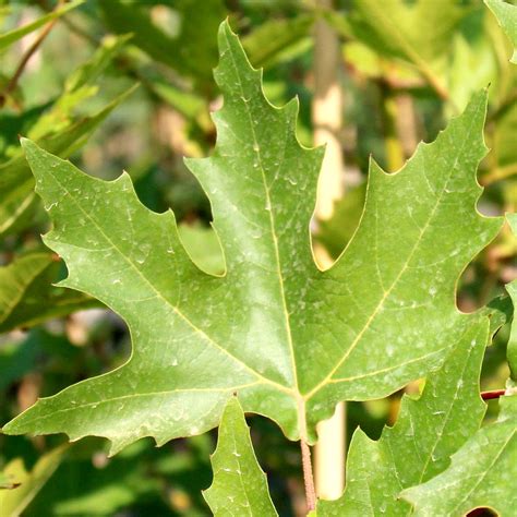 Platanaceae