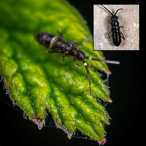 Small Black Bugs On Plants Identify And Treat Them Naturally
