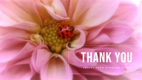Ladybug Theme Presentation Templates