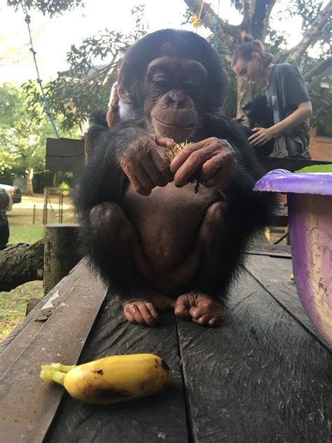 Little Sapo Eating Fruit At Liberia Chimpanzee Rescue Not Mine But Saw