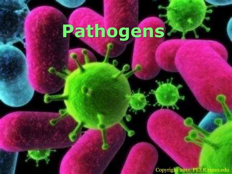 Types Of Pathogens Pptx