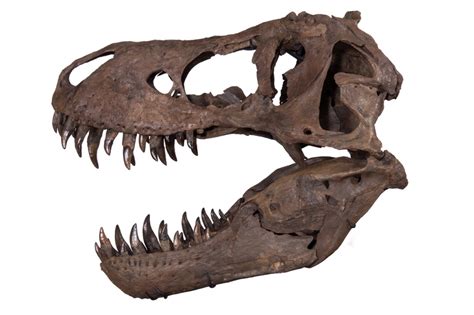 My Prehistoric Saga Size Calculations For Tyrannosaurus Rex