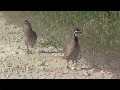 Bobwhite Quail Male Vs Female