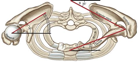 Shoulder Musculoskeletal Key
