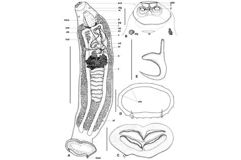A Rare Discovery New Parasitic Species Found In Central Queensland