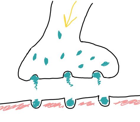 Synaptic Transmission Diagram Quizlet