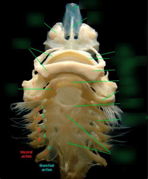 Squalus Splanchnocranium Ventral 1 Diagram Quizlet