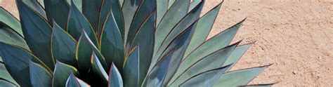Agave Blue Glow A Comprehensive Guide