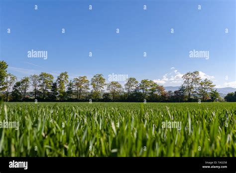 A Line Of Trees On The Background And A Green Grass Field In French