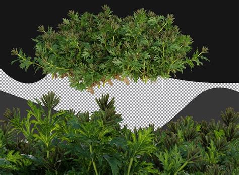Premium Psd Small Plant And Bushes