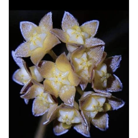 毬蘭 開花株 Hoya Spartioides 棒葉 每根都會有花 蝦皮購物