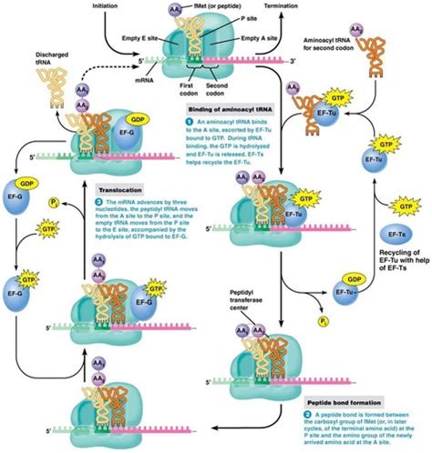 Genetics Translation Flashcards Quizlet