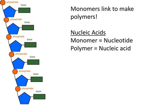 Rna Monomer Structure At Ada Pamela Blog
