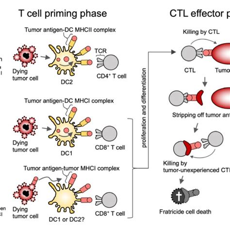 Cdc1 Are Superior At Presenting Cell Associated Material A