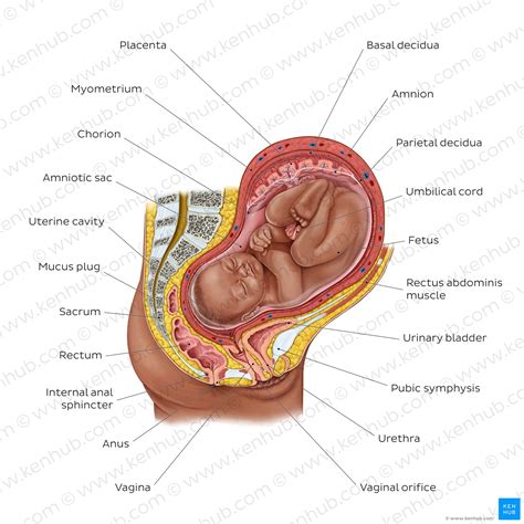Decidua Anatomy Function And Parts Kenhub